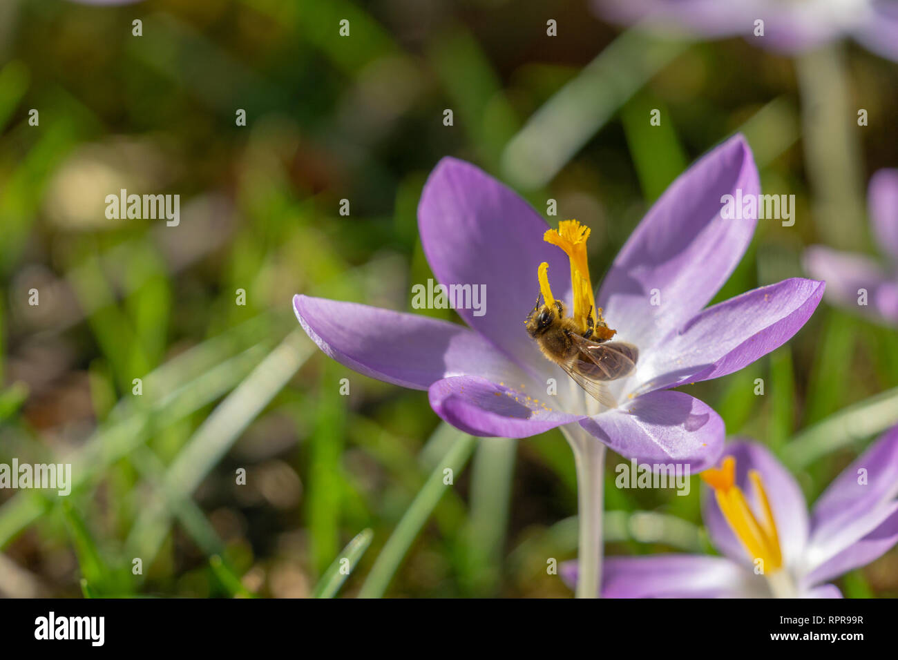 Bees pollinate Crocuses. Close-up of blooming Crocus flowers on a sunny ...