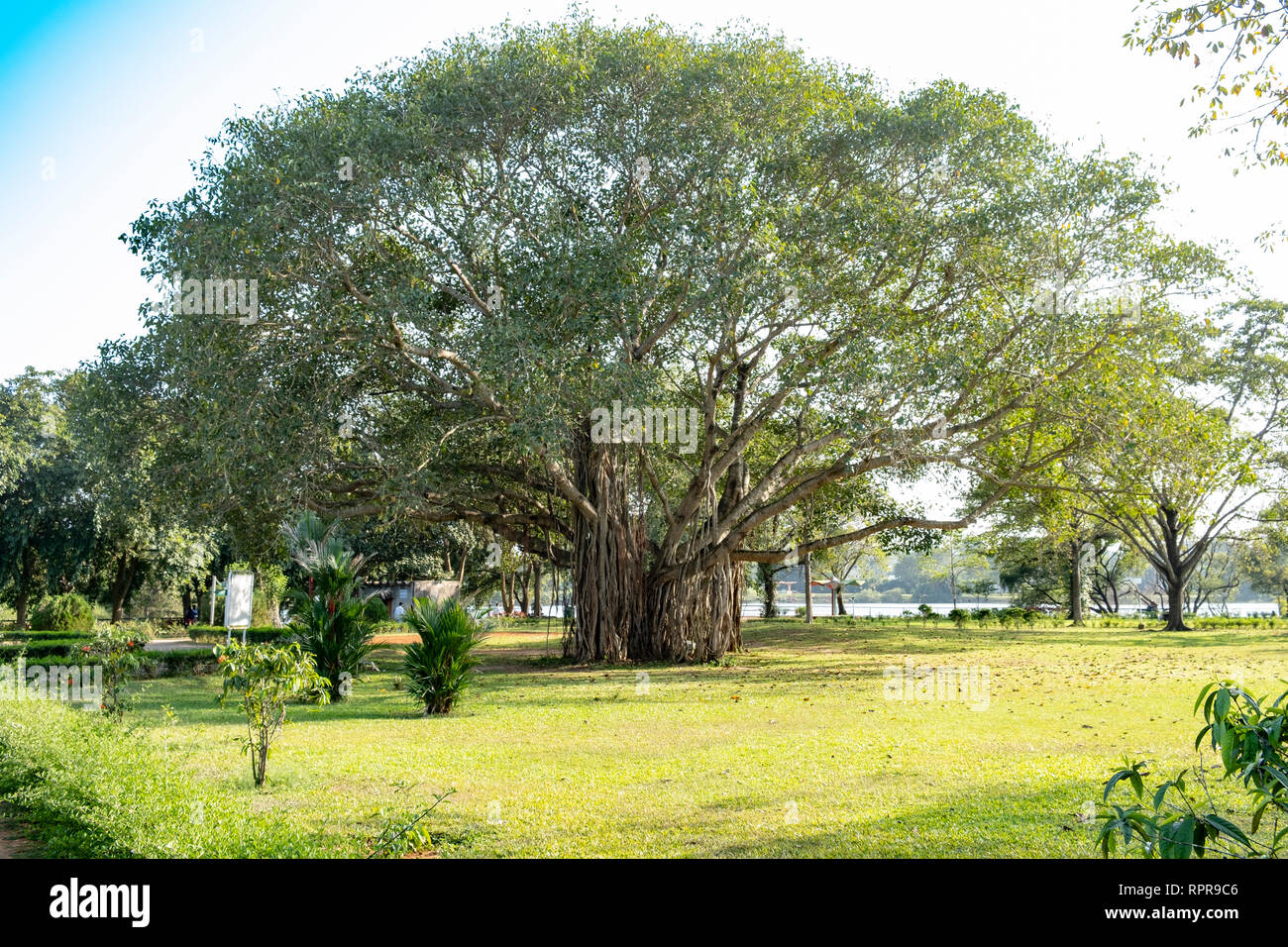 A strangler fig tree located in a Botanical Garden in Orissa Stock ...