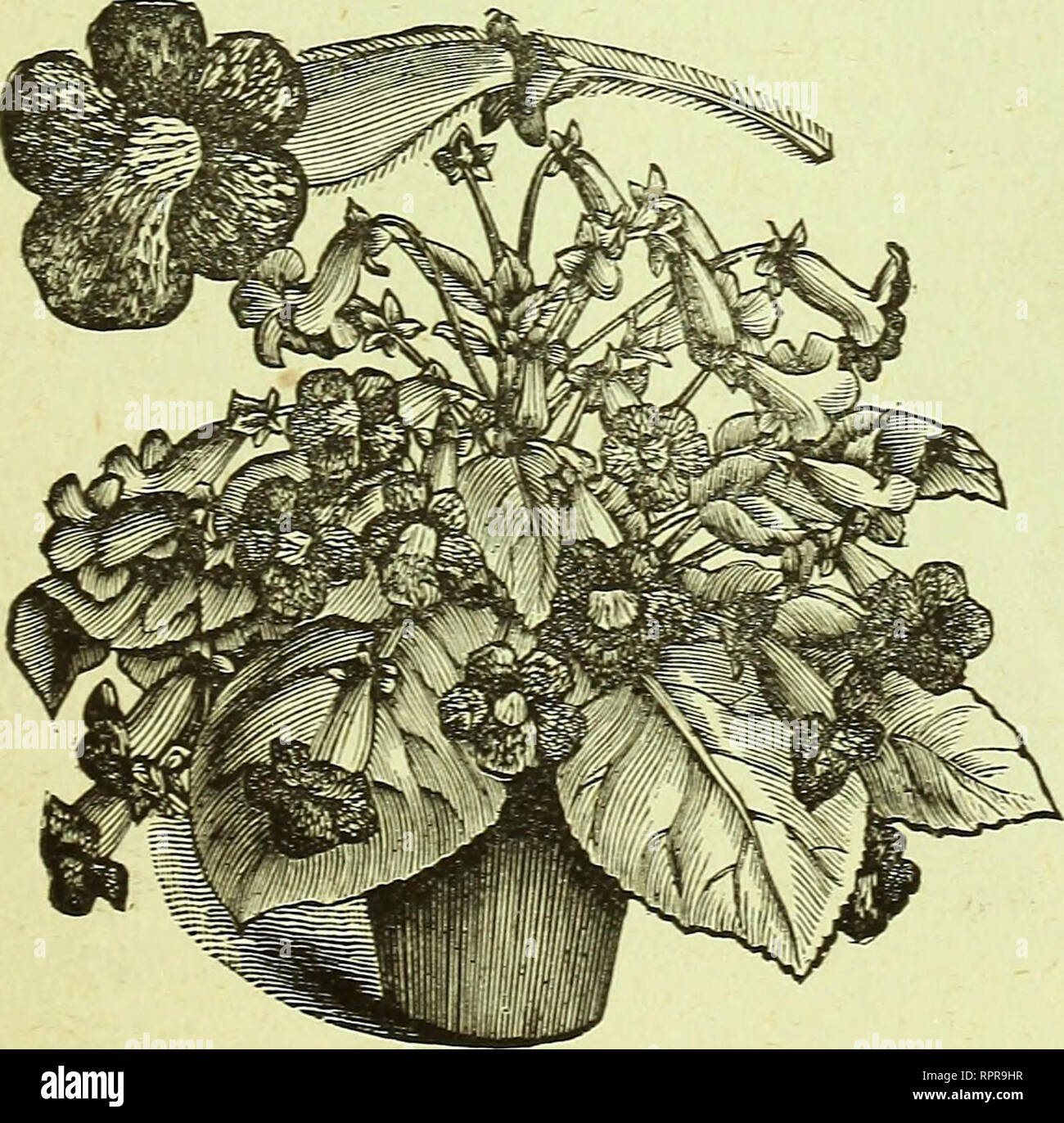 . Amateur guide and illustrated catalogue of flower and garden seeds ...