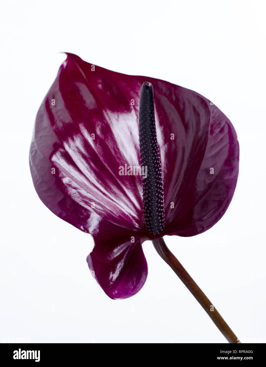 Dark red anthurium against white background. Tropical minimalist ...