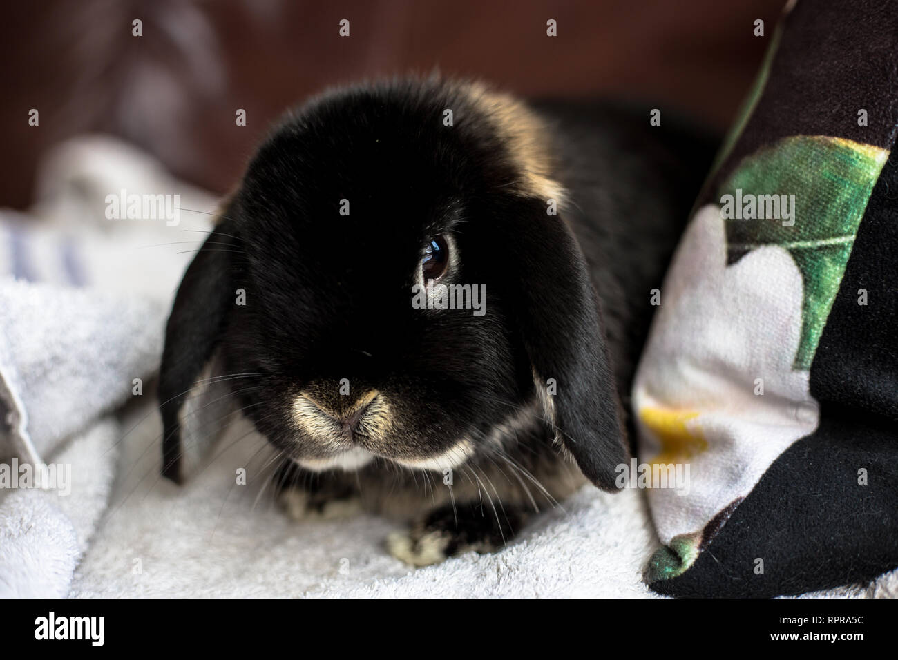 Mini lop bunny hi-res stock photography and images - Alamy