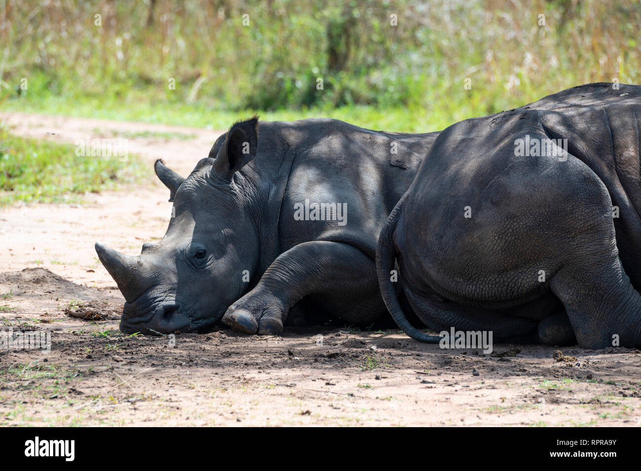 Rhino lying hi-res stock photography and images - Alamy