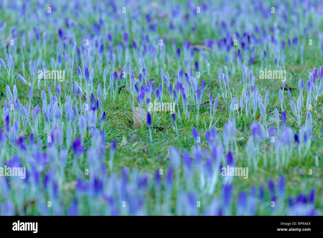 Close-up of beautiful Flowering Crocus Flowers in Spring. View of ...