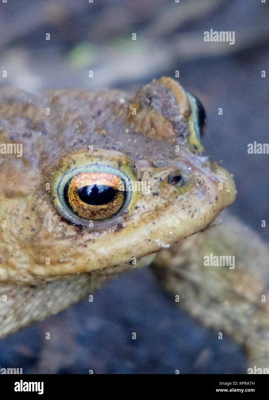 Common Toad Amphibian Bufo bufo Stock Photo - Alamy