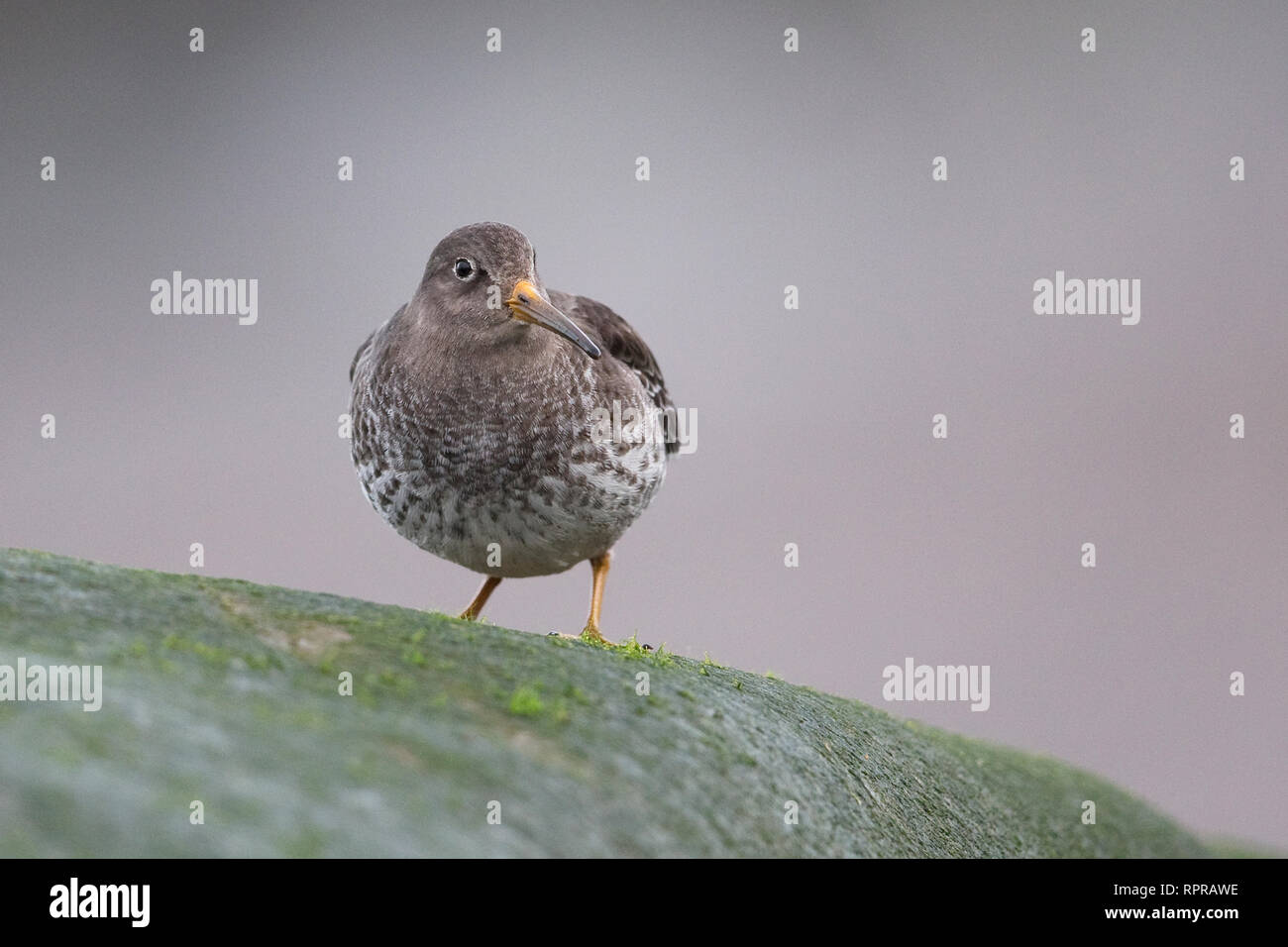 Purple sandpiper birds hi-res stock photography and images - Alamy