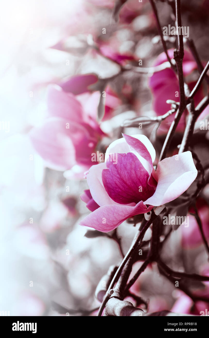 Beautiful magnolia tree blossoms in springtime. Jentle magnolia flower ...