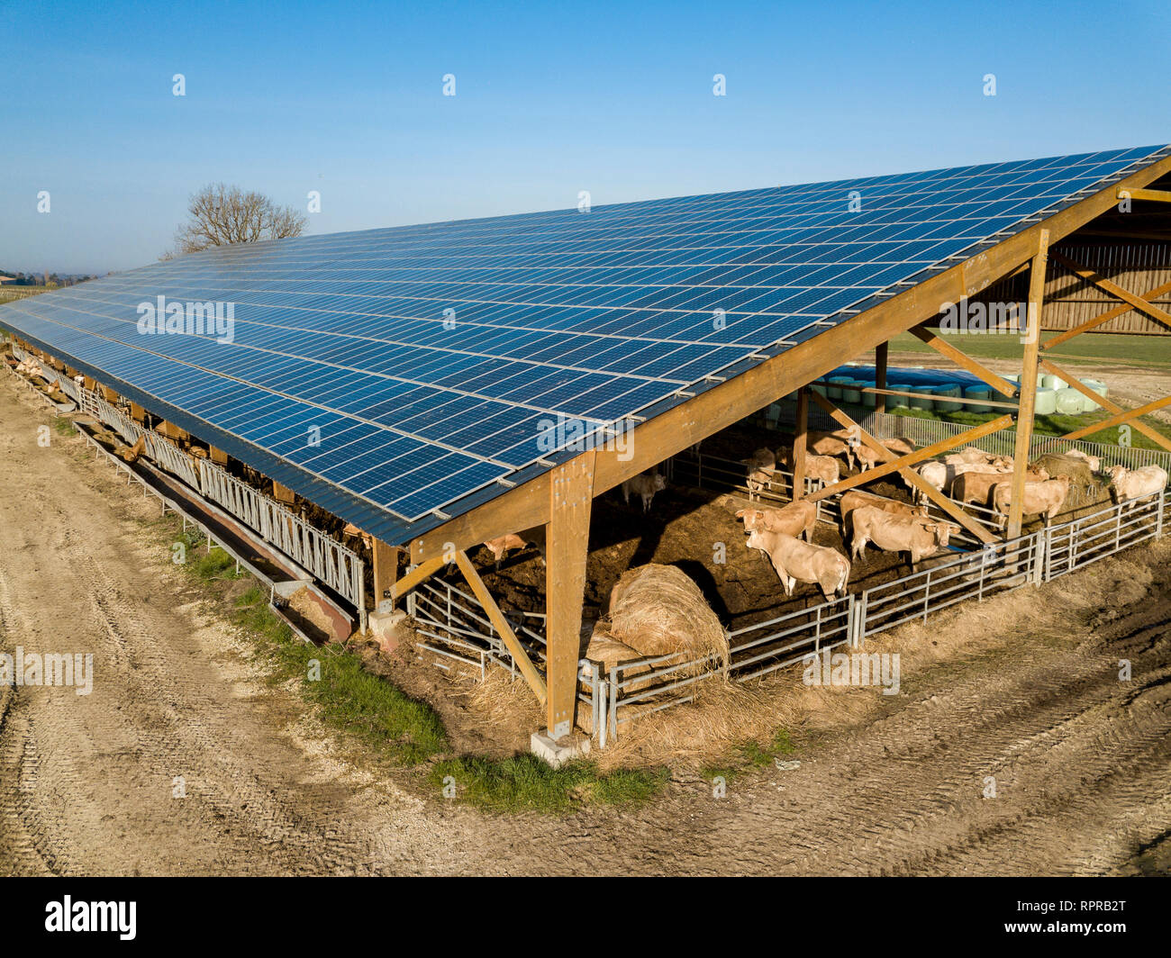 A modern farm and cow with solar panels on the roof, Gironde, France ...
