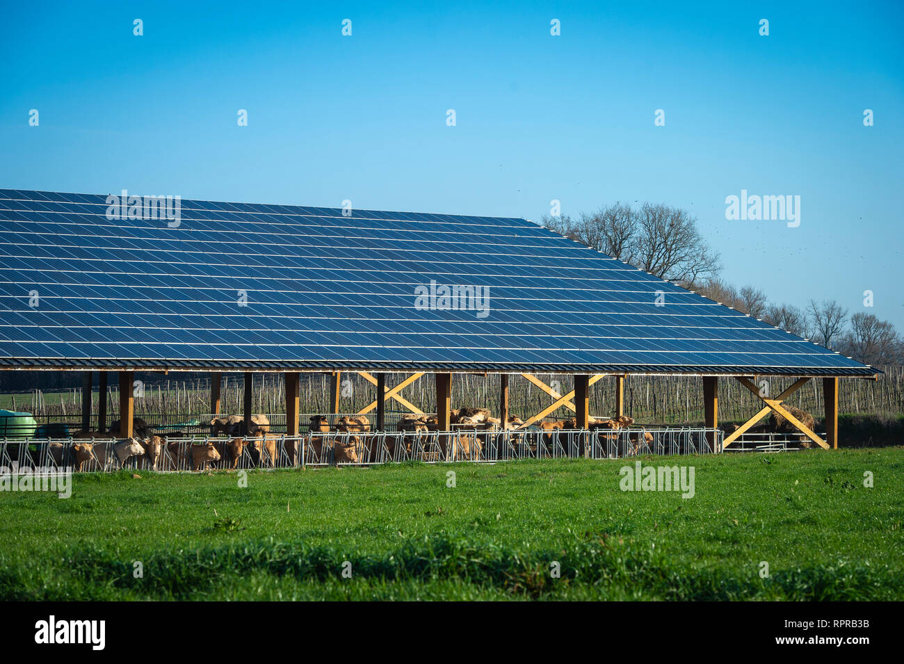 A modern farm and cow with solar panels on the roof, Gironde, France ...