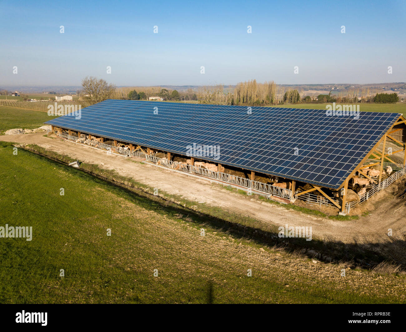 A modern farm and cow with solar panels on the roof, Gironde, France ...