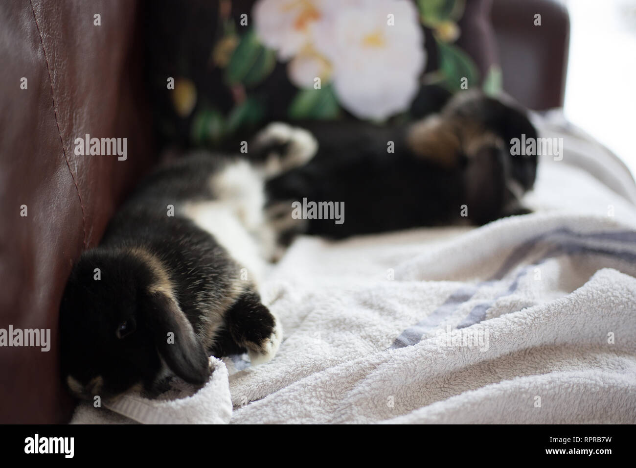 Black and white mini lop rabbit hi-res stock photography and images - Alamy