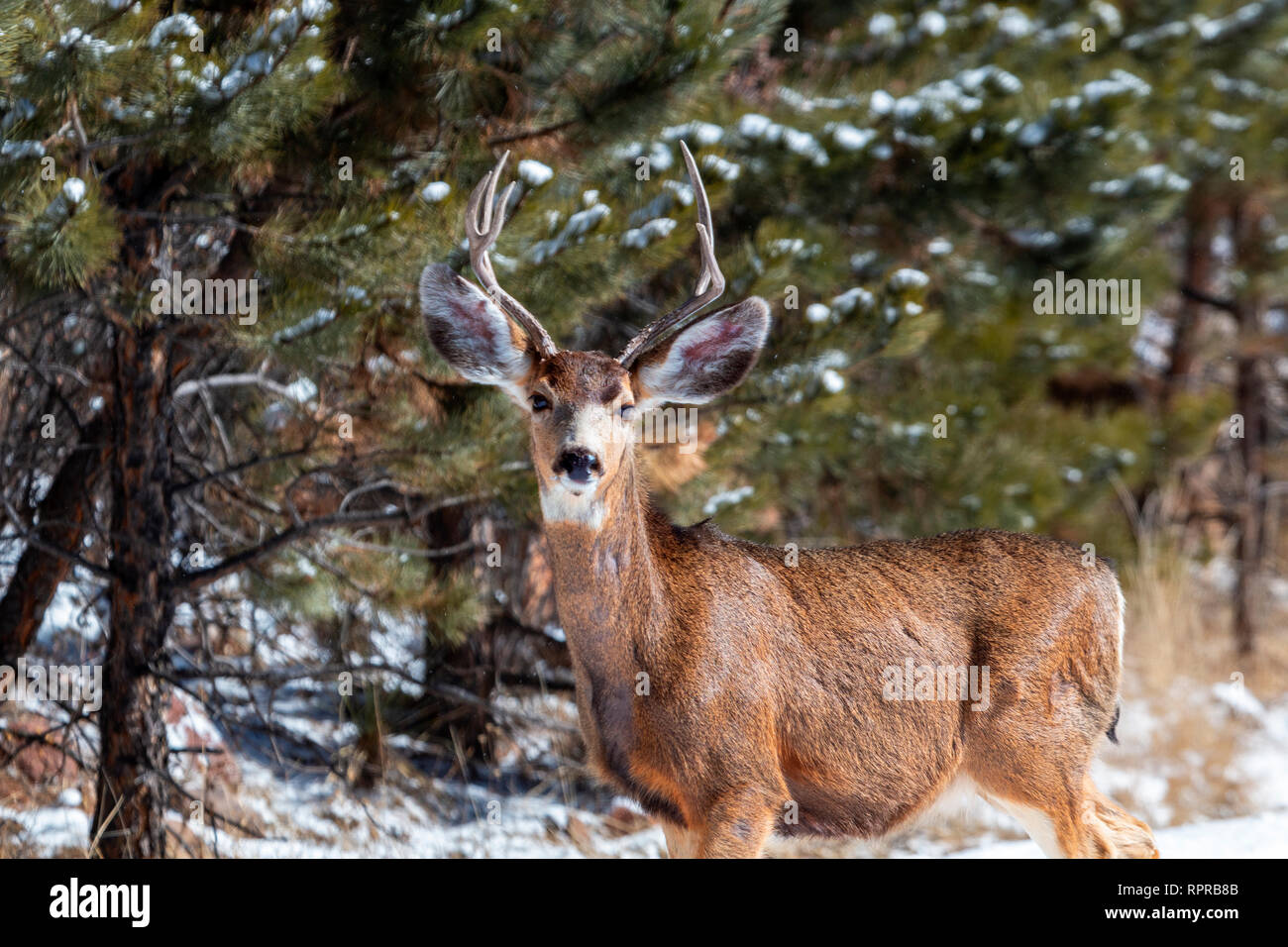 Colorado mule deer hi-res stock photography and images - Alamy
