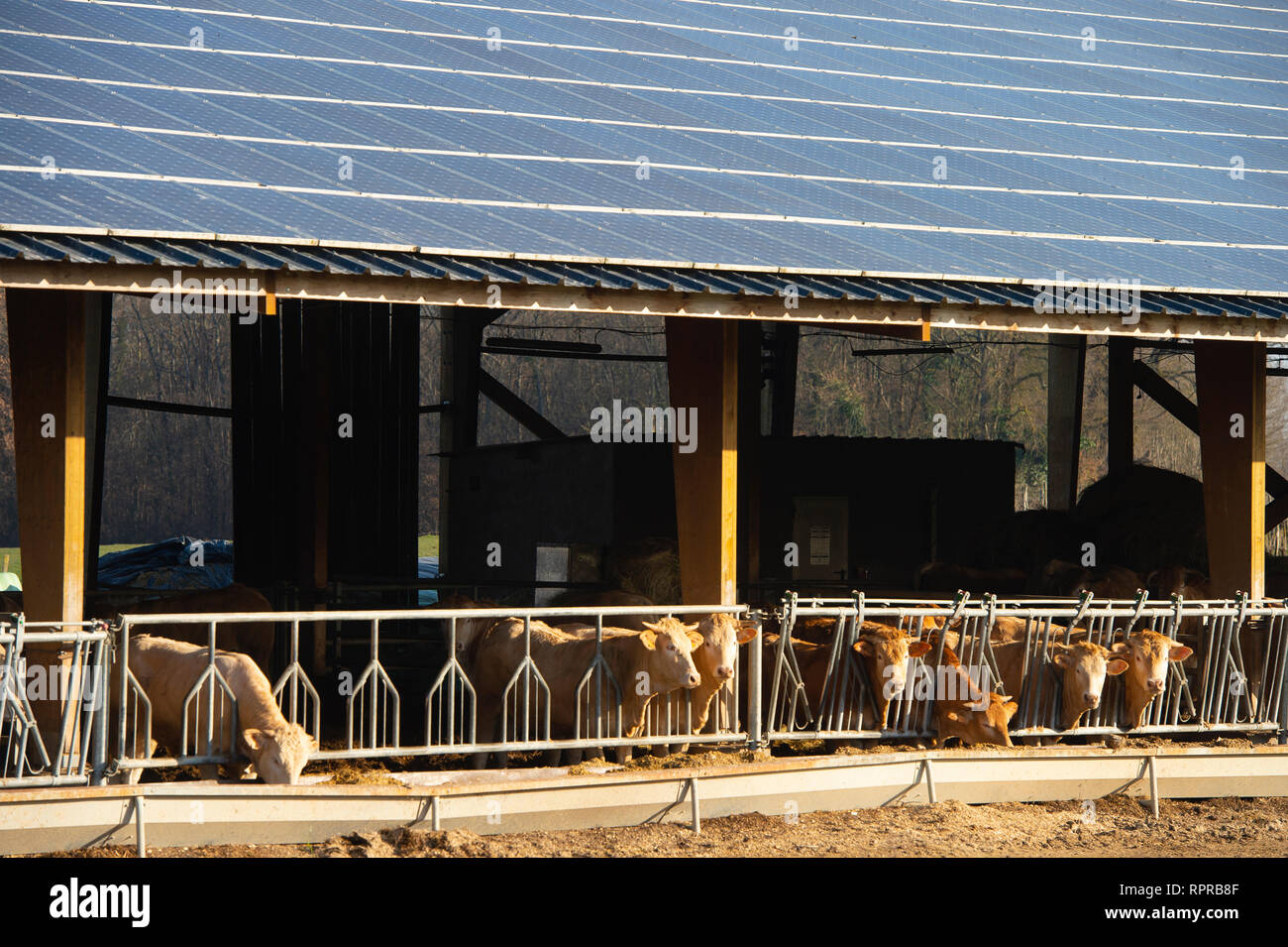 Modern farm cow solar hi-res stock photography and images - Alamy
