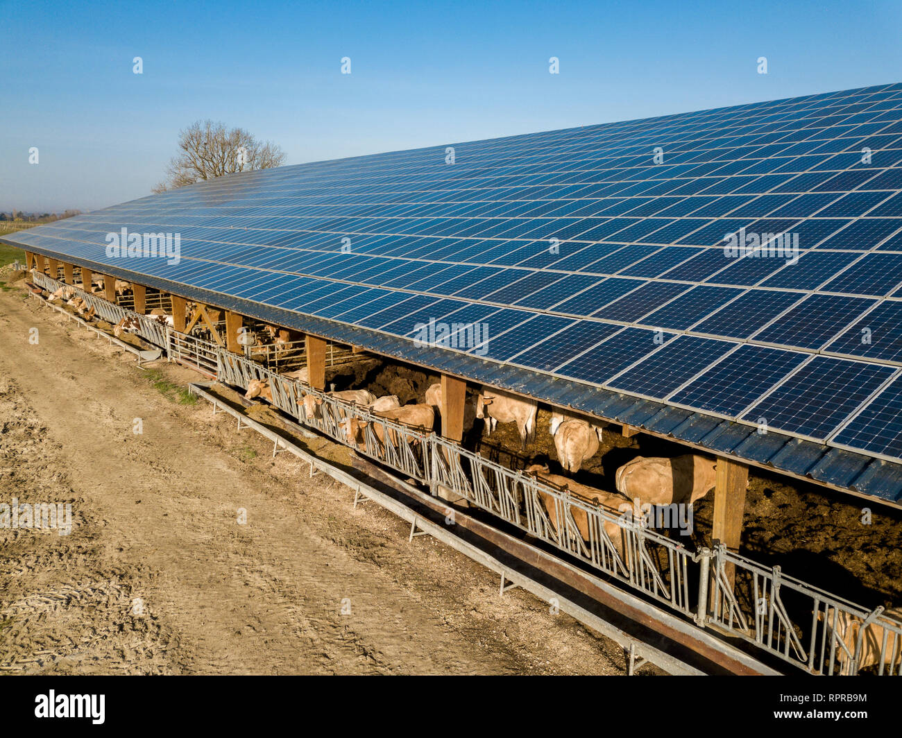 A modern farm and cow with solar panels on the roof, Gironde, France ...