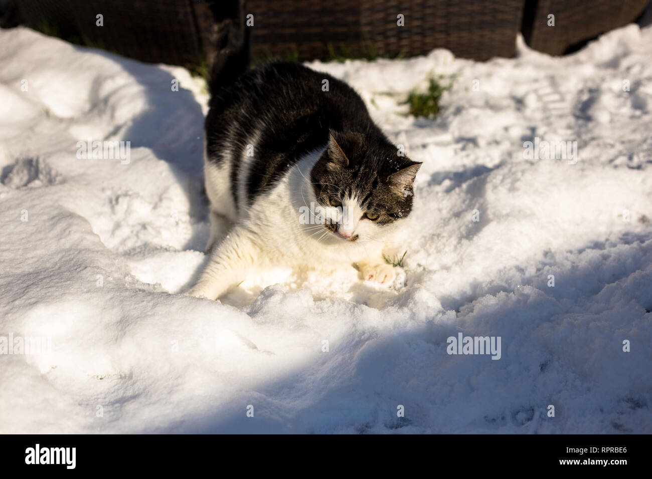 Cat in Snow Stock Photo - Alamy