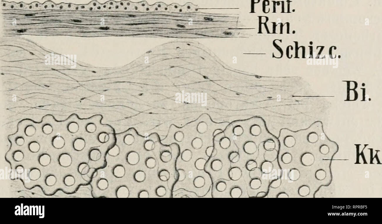 Besonderes schema hi-res stock photography and images - Alamy