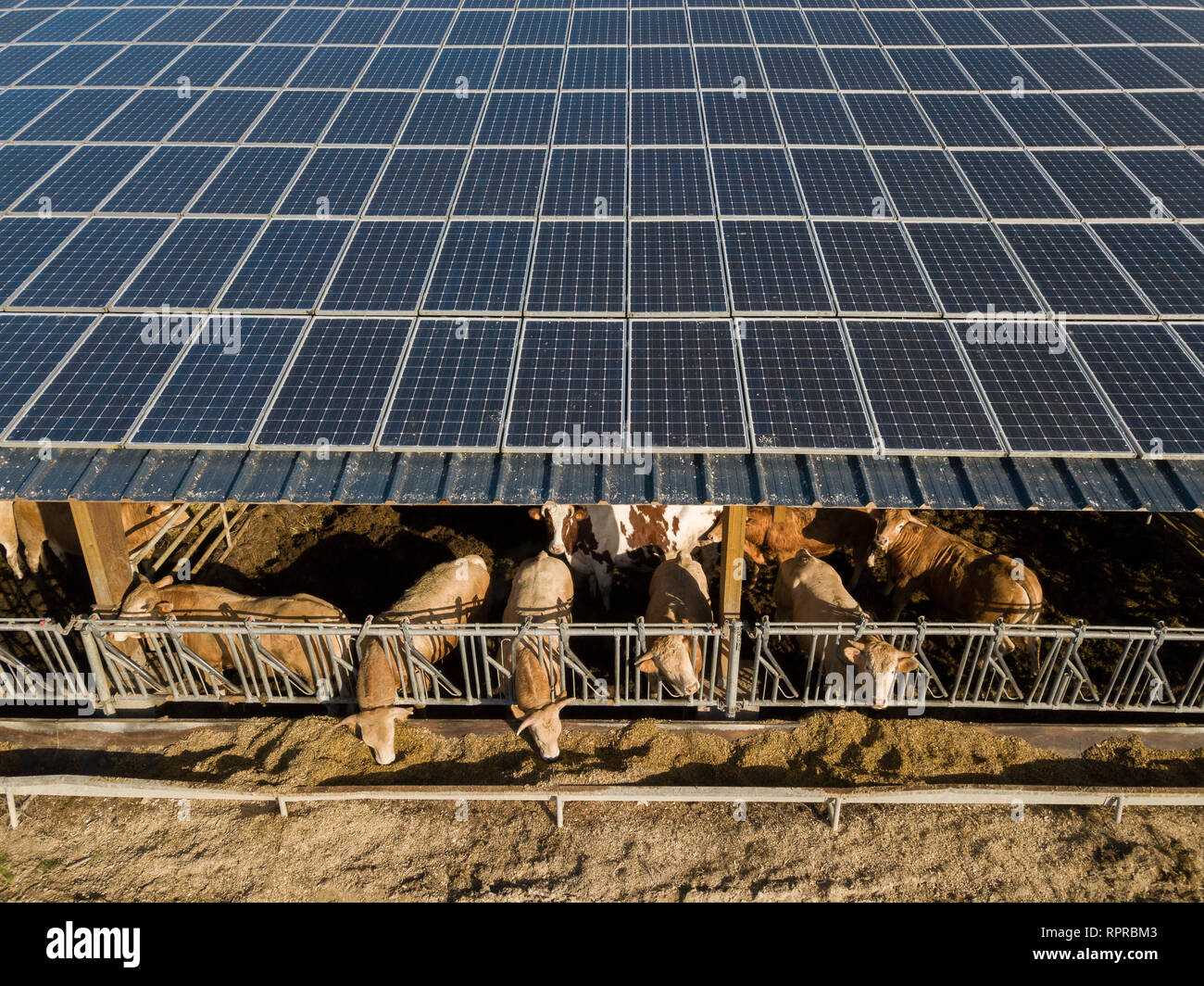 A modern farm and cow with solar panels on the roof, Gironde, France ...