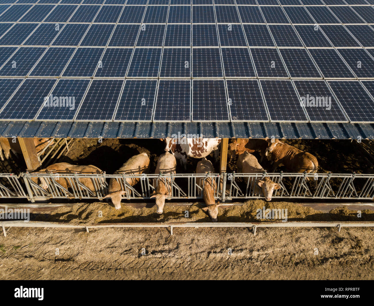 A modern farm and cow with solar panels on the roof, Gironde, France ...
