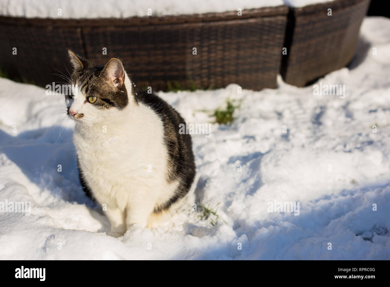 Cat in Snow Stock Photo - Alamy