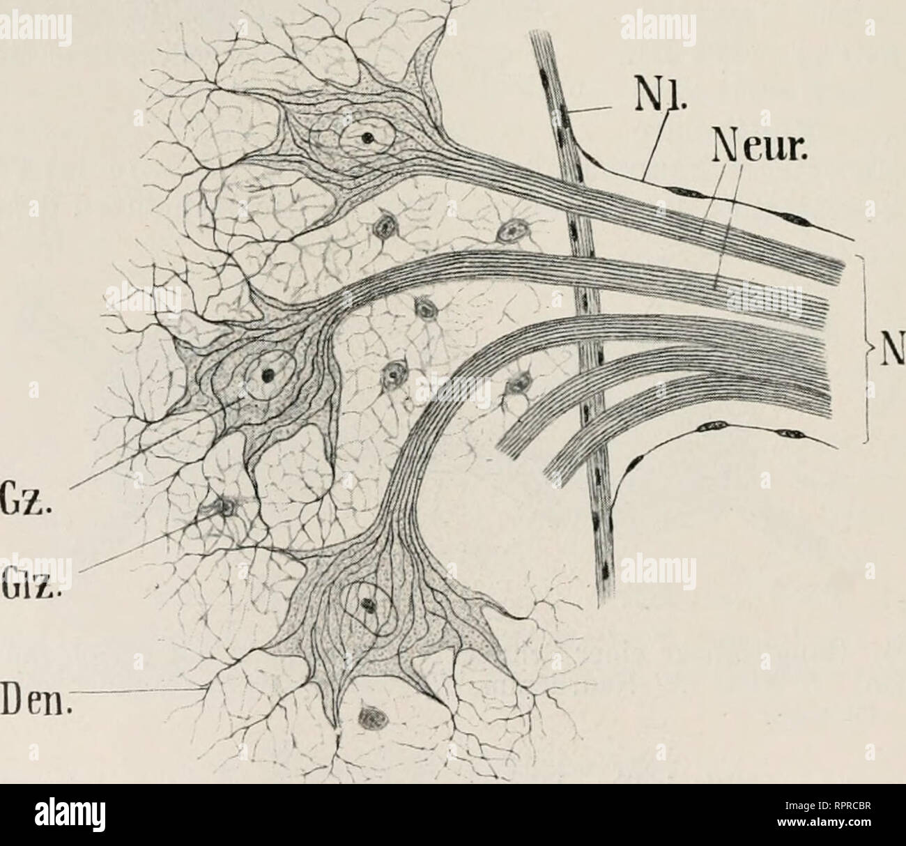 Neurit hi-res stock photography and images - Alamy