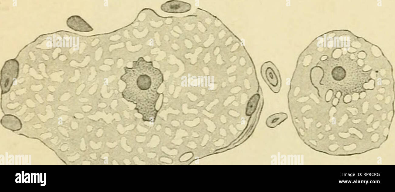 Lugaro hi-res stock photography and images - Alamy