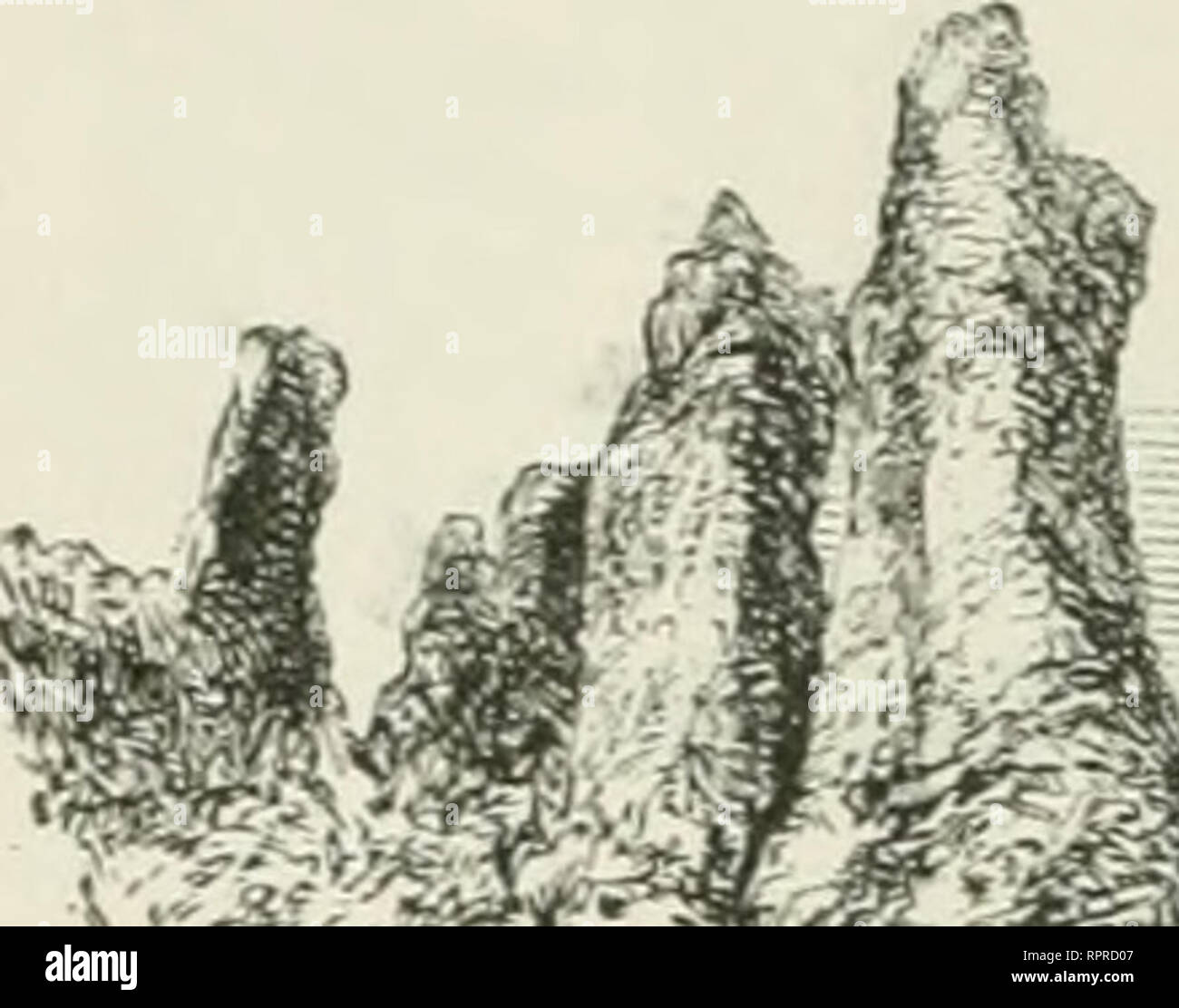 Dred flower hi-res stock photography and images - Alamy