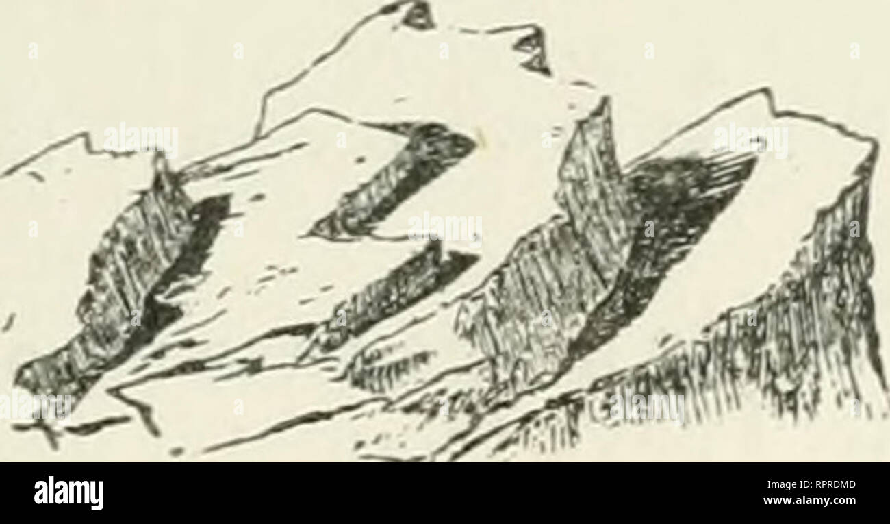 . Alpine flowers for English gardens. Mountain plants; Flower gardening ...