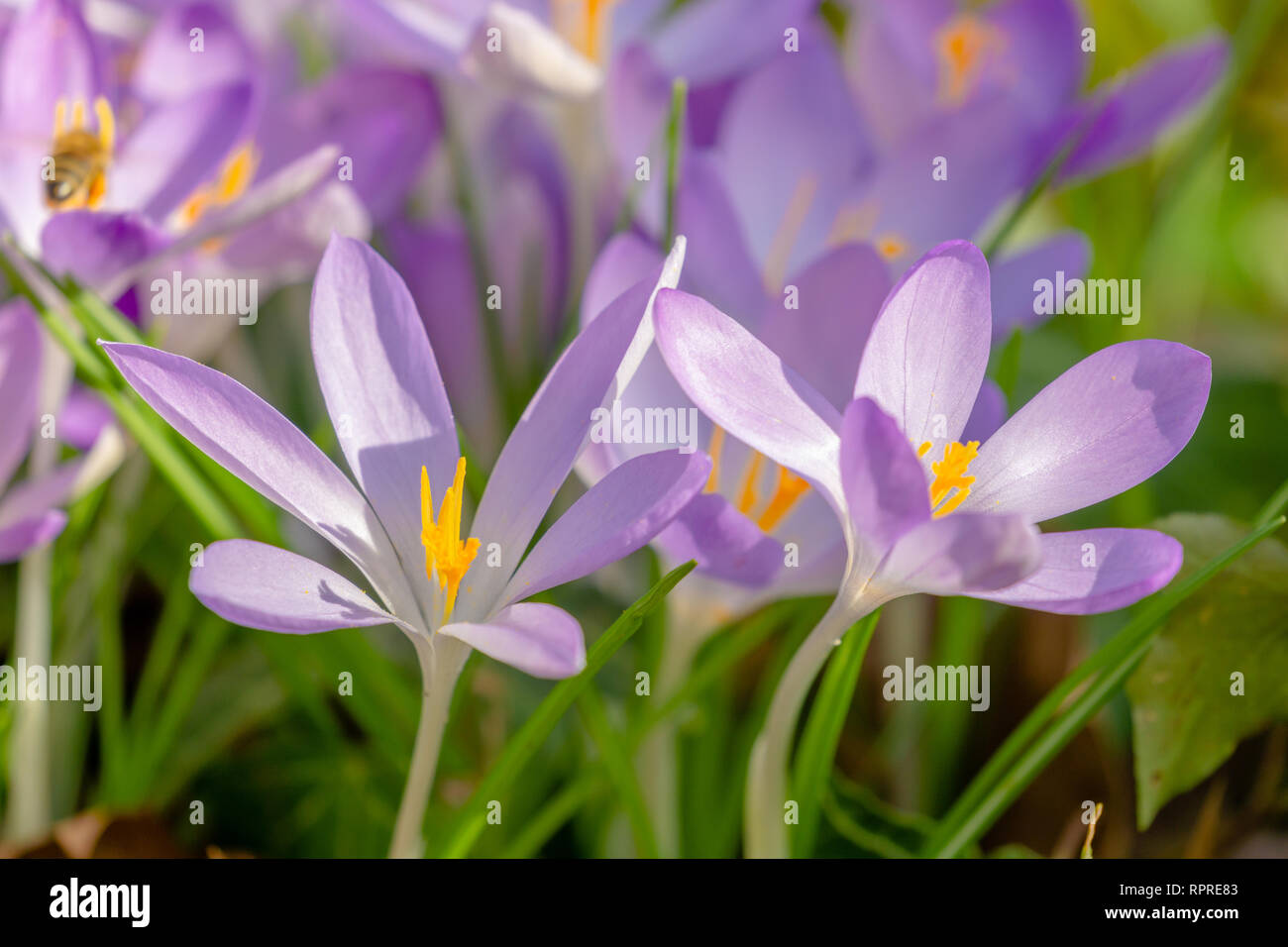 Close-up of beautiful Flowering Crocus Flowers in Spring. View of ...