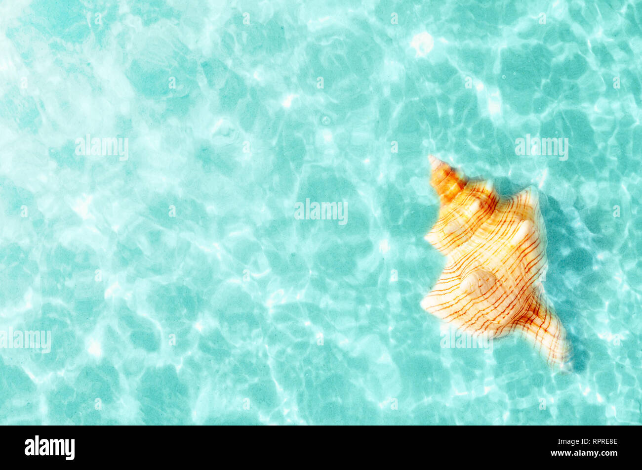 Seashell on the summer beach in sea water. Summer background. Summer ...