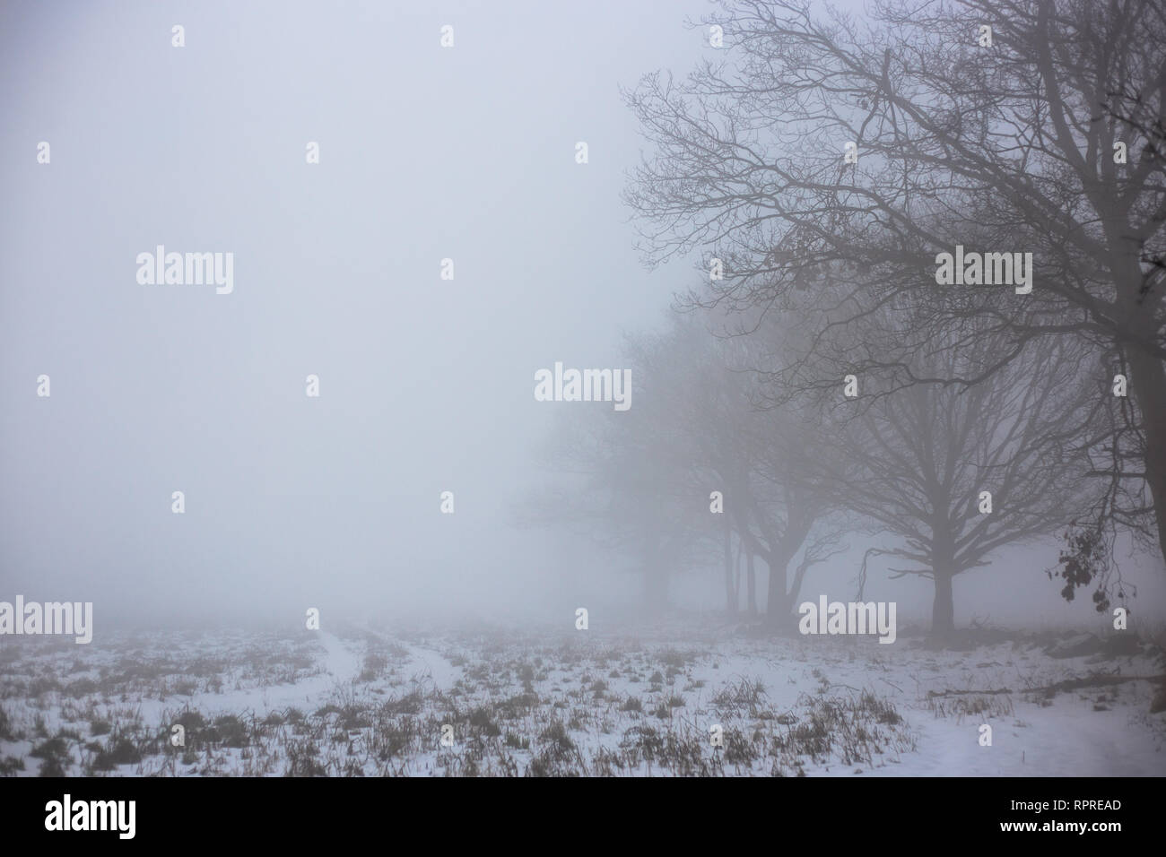 Trees in Fog in Woodland Stock Photo - Alamy