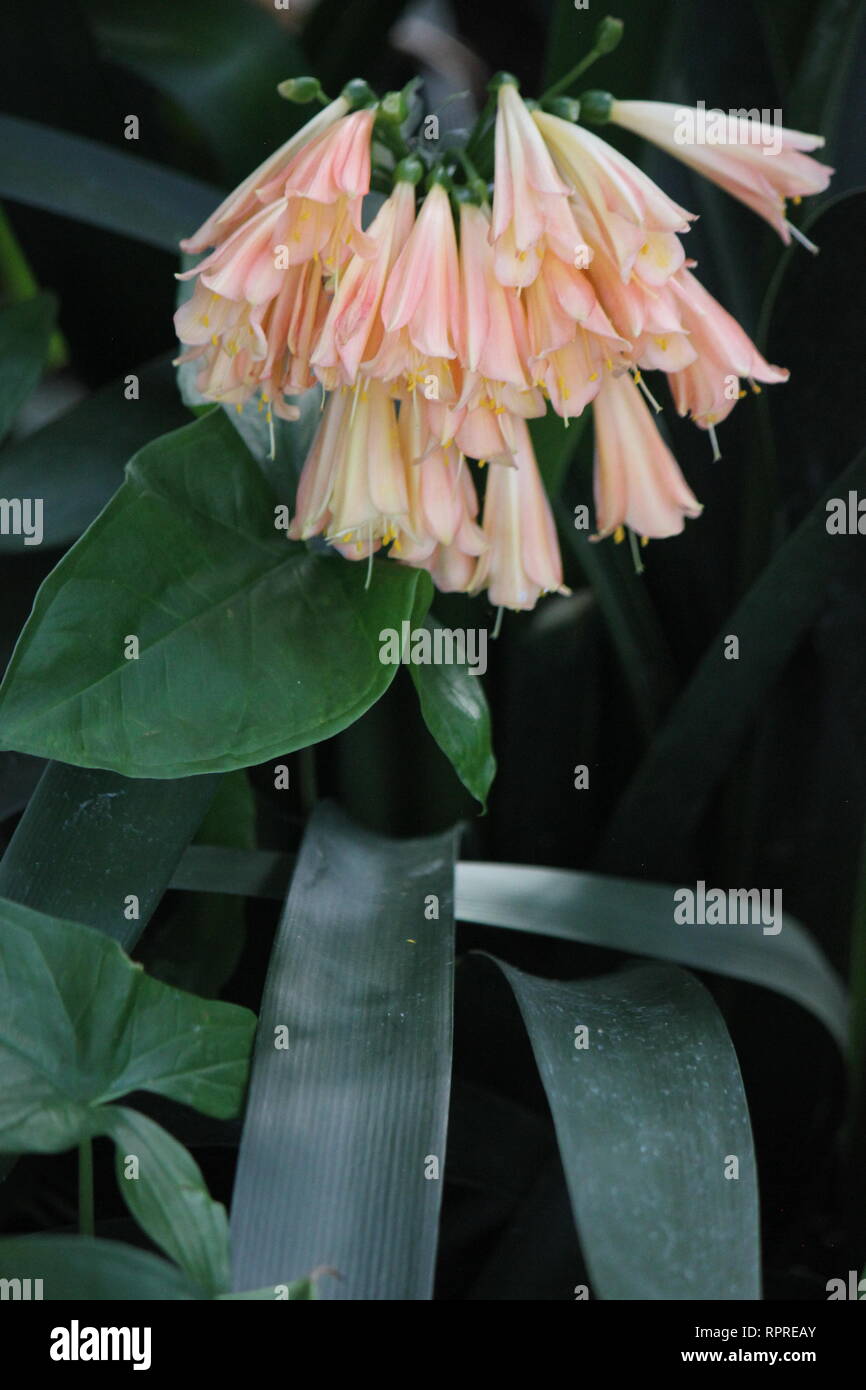 African fire lily hi-res stock photography and images - Alamy