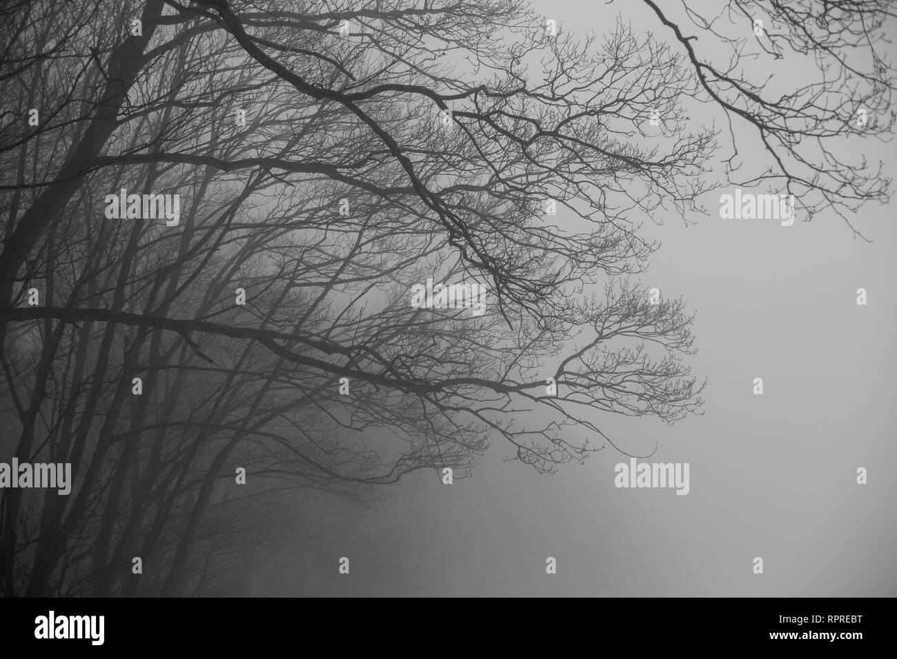 Trees in Fog in Woodland Stock Photo - Alamy