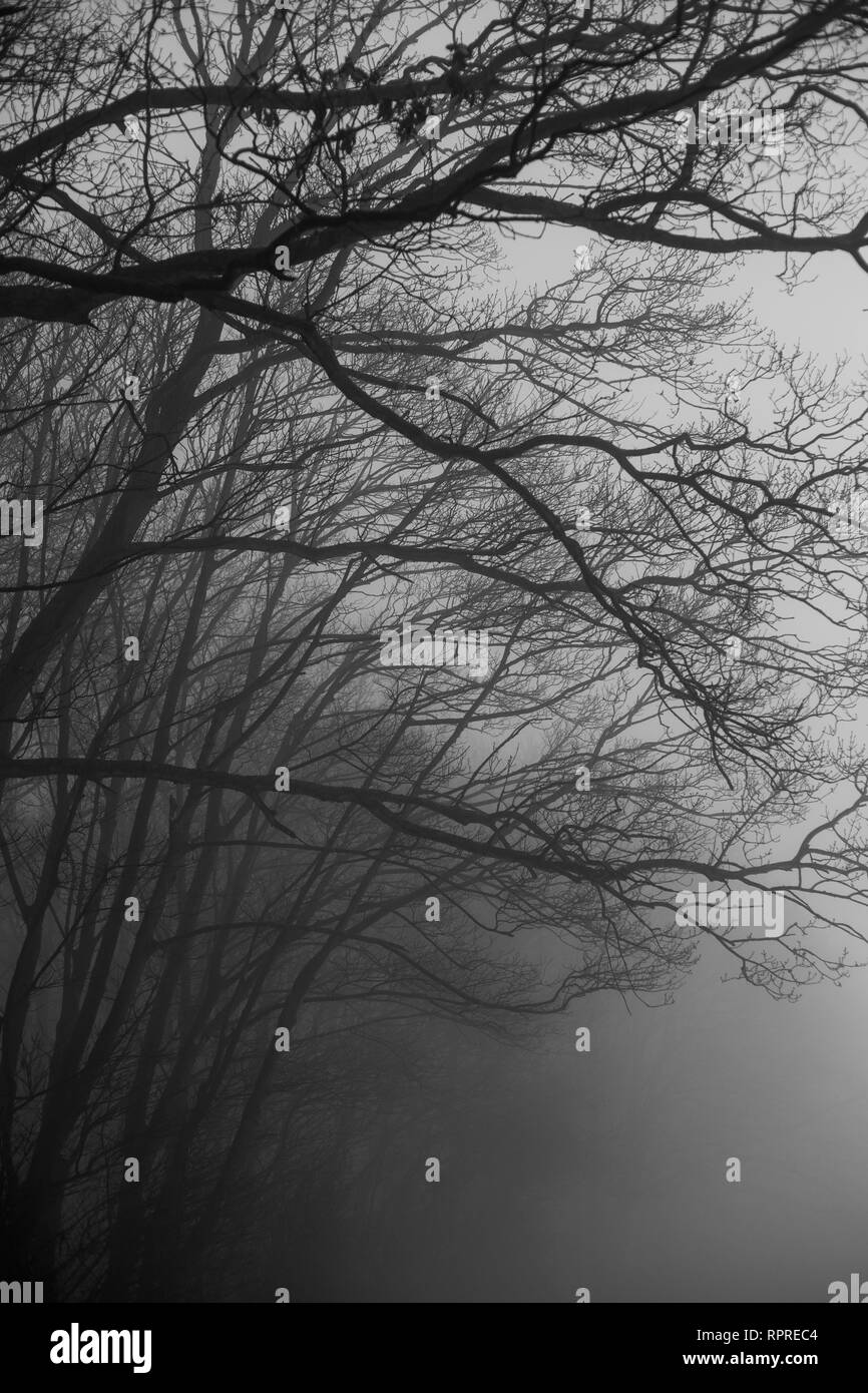 Trees in Fog in Woodland Stock Photo - Alamy