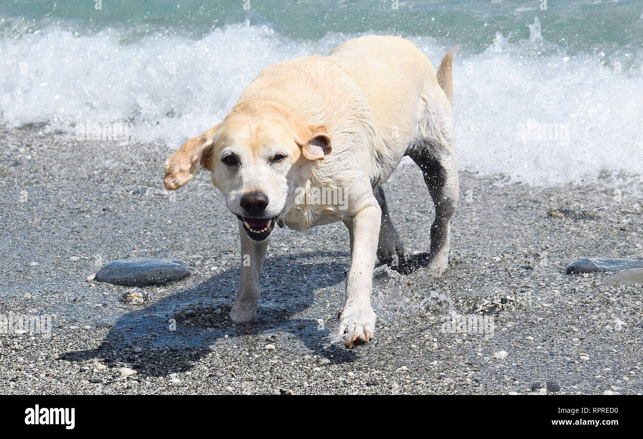 Golden Labrador, Vault Beach, Cornwall, 050716 Stock Photo - Alamy