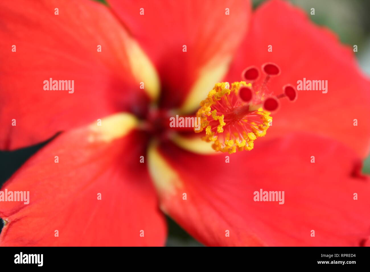 Stunning, flawless flowering fire and ice bright red hibiscus plant ...