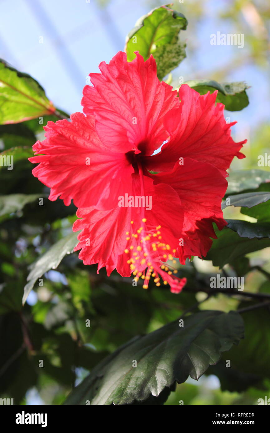 Stunning, flawless flowering fire and ice bright red hibiscus plant ...