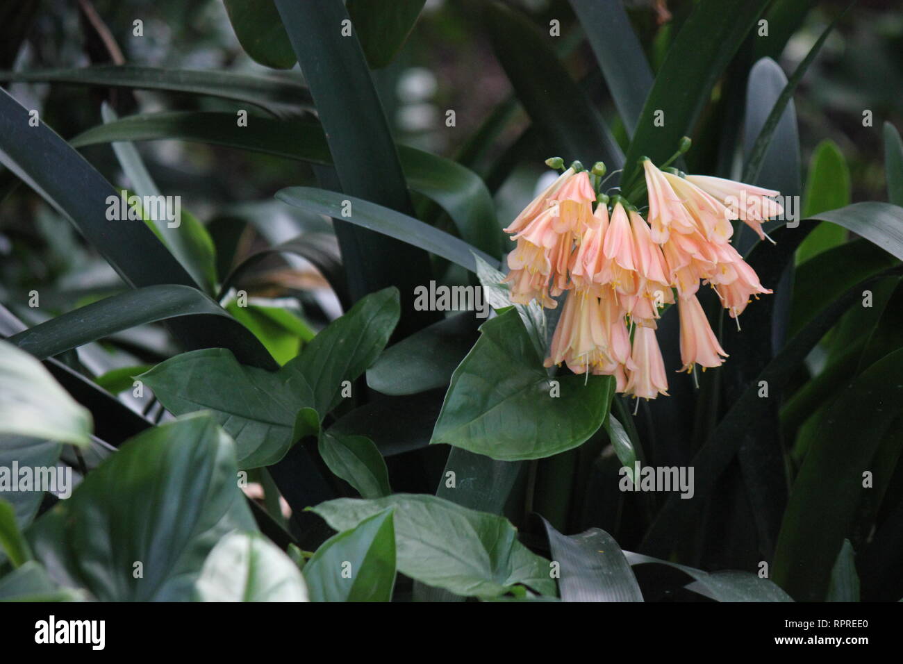 African fire lily hi-res stock photography and images - Alamy
