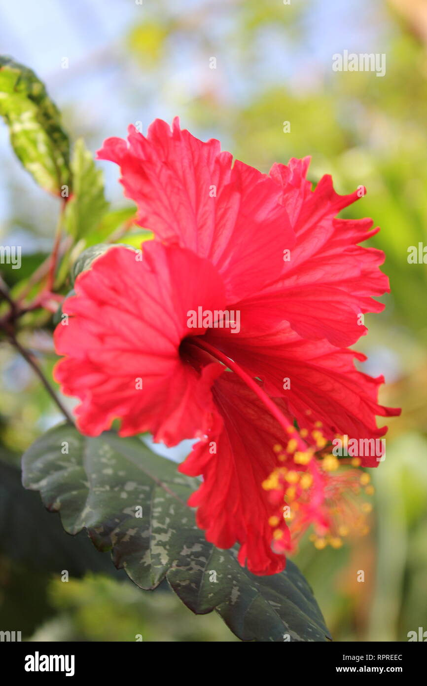 Stunning, flawless flowering fire and ice bright red hibiscus plant ...