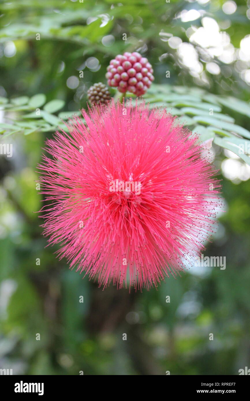 Beautiful, stunning, and striking red Calliandra tree flower growing ...