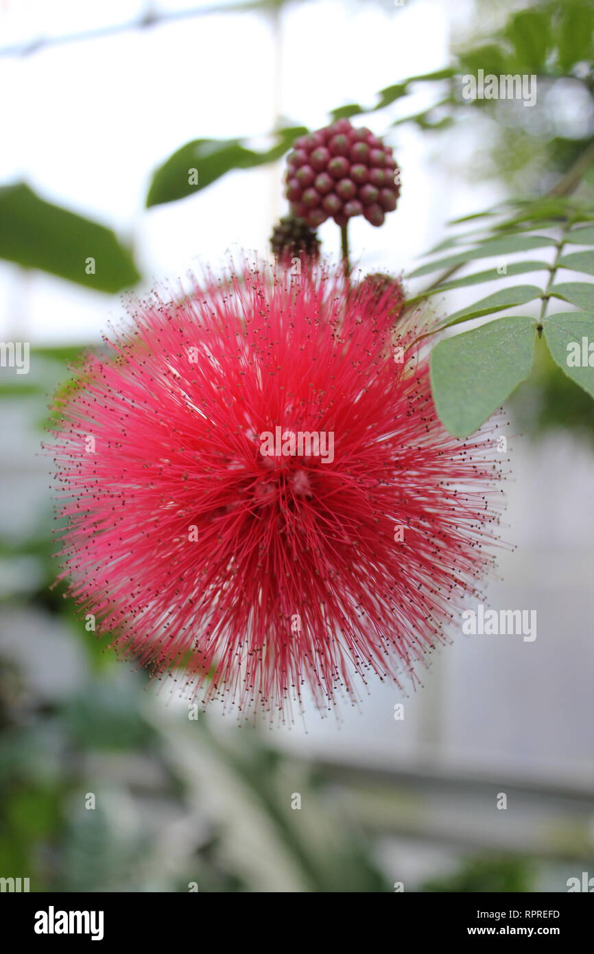 Beautiful, stunning, and striking red Calliandra tree flower growing ...