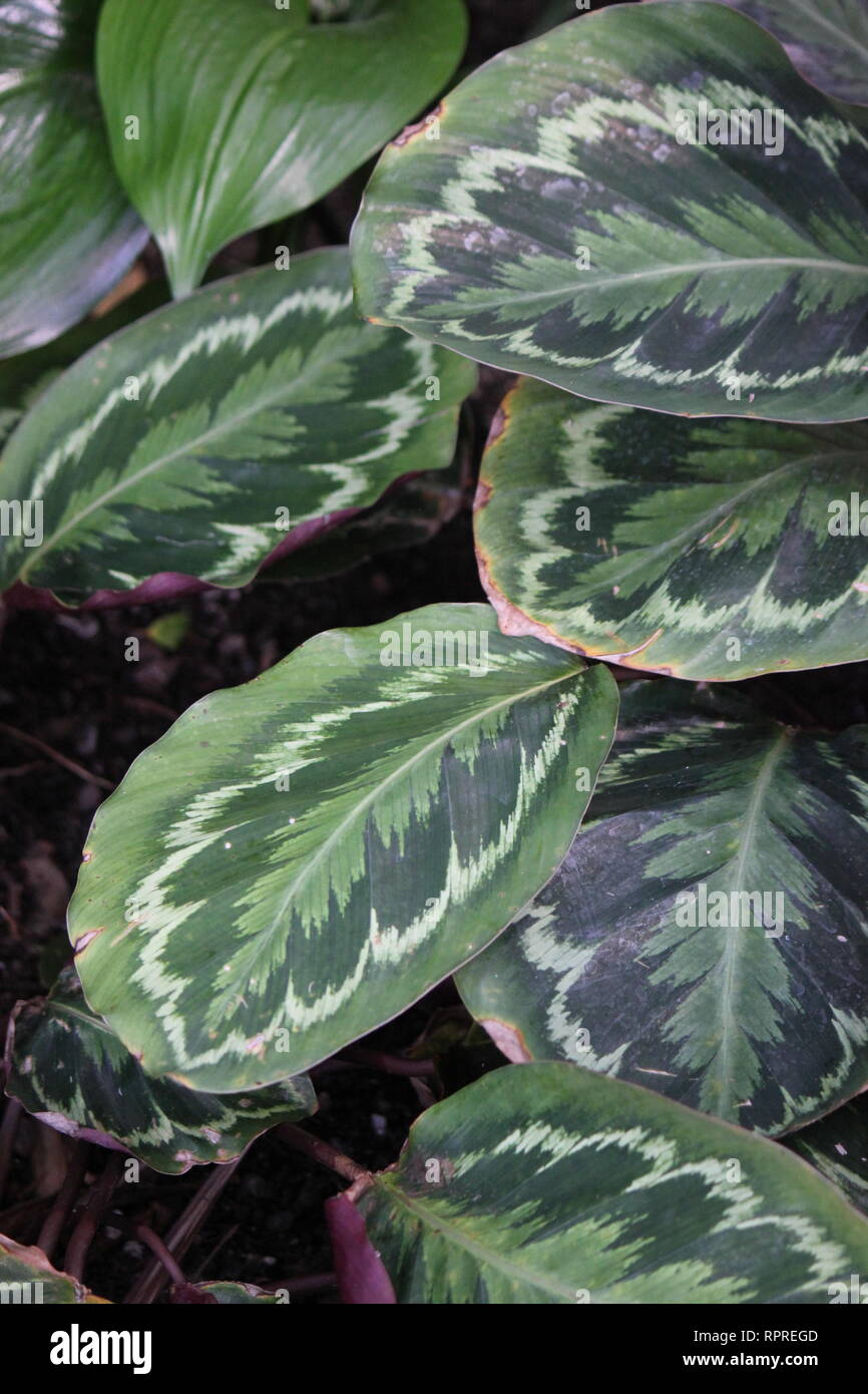 Flawless, stunning cultivated unique three colored green Calathea ...