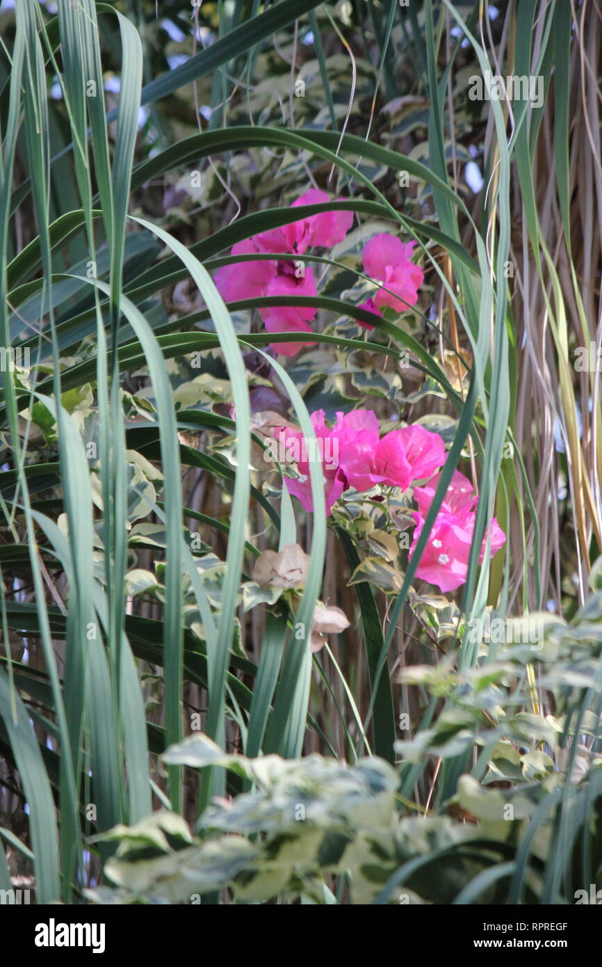 Perfect purple pink purplish pinkish hi-res stock photography and ...