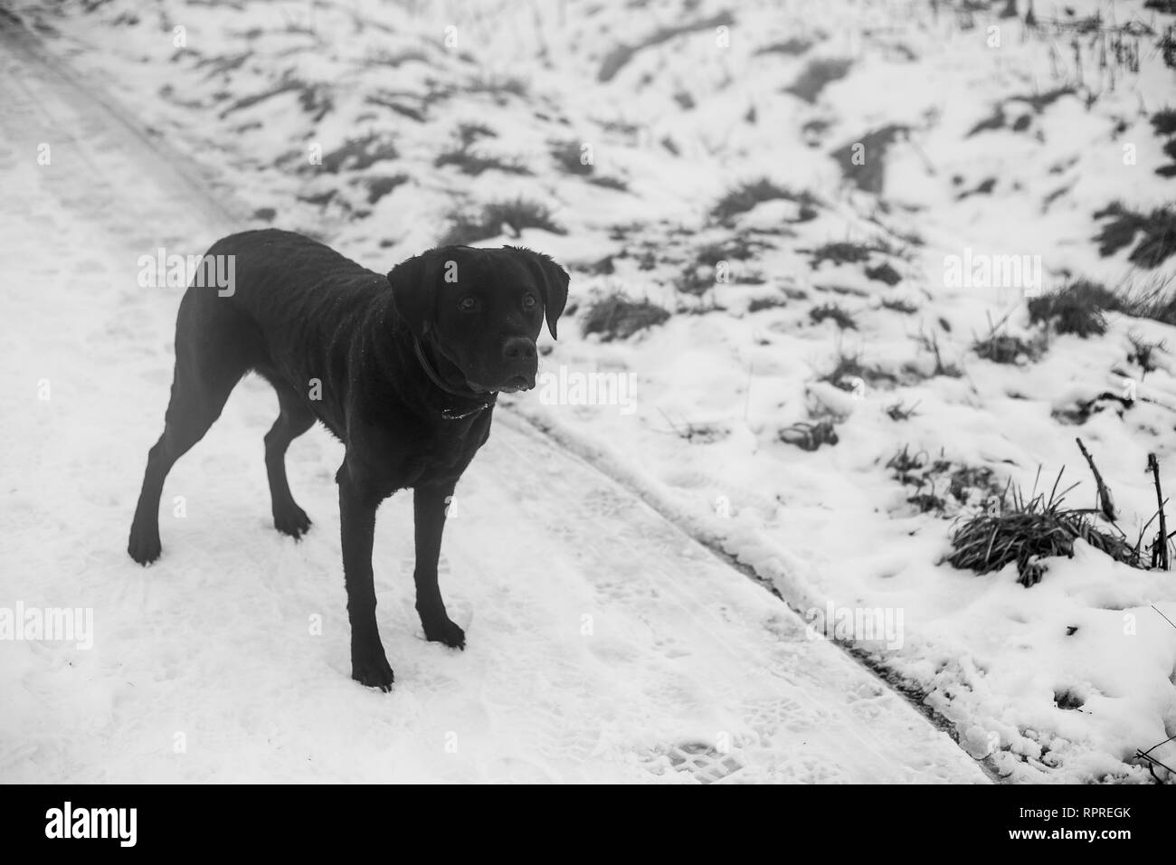 Black labrador snow Black and White Stock Photos & Images - Alamy