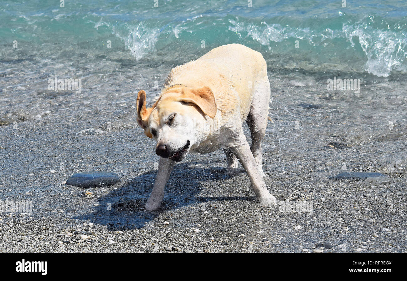 Golden Labrador, Vault Beach, Cornwall, 050716 Stock Photo - Alamy