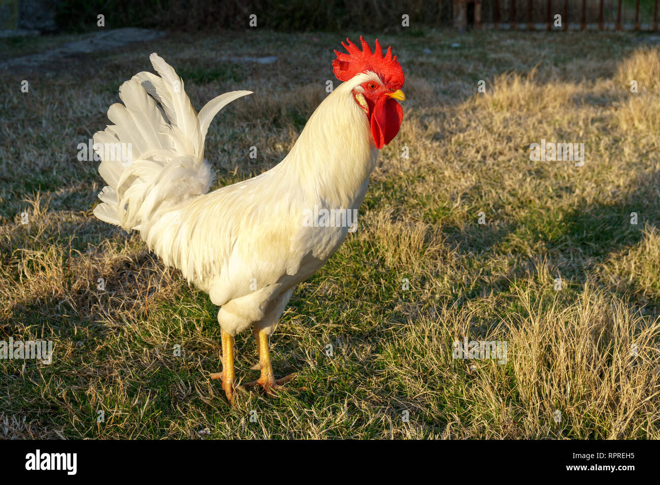 The white rooster and red hens on the farm at sunset Stock Photo - Alamy