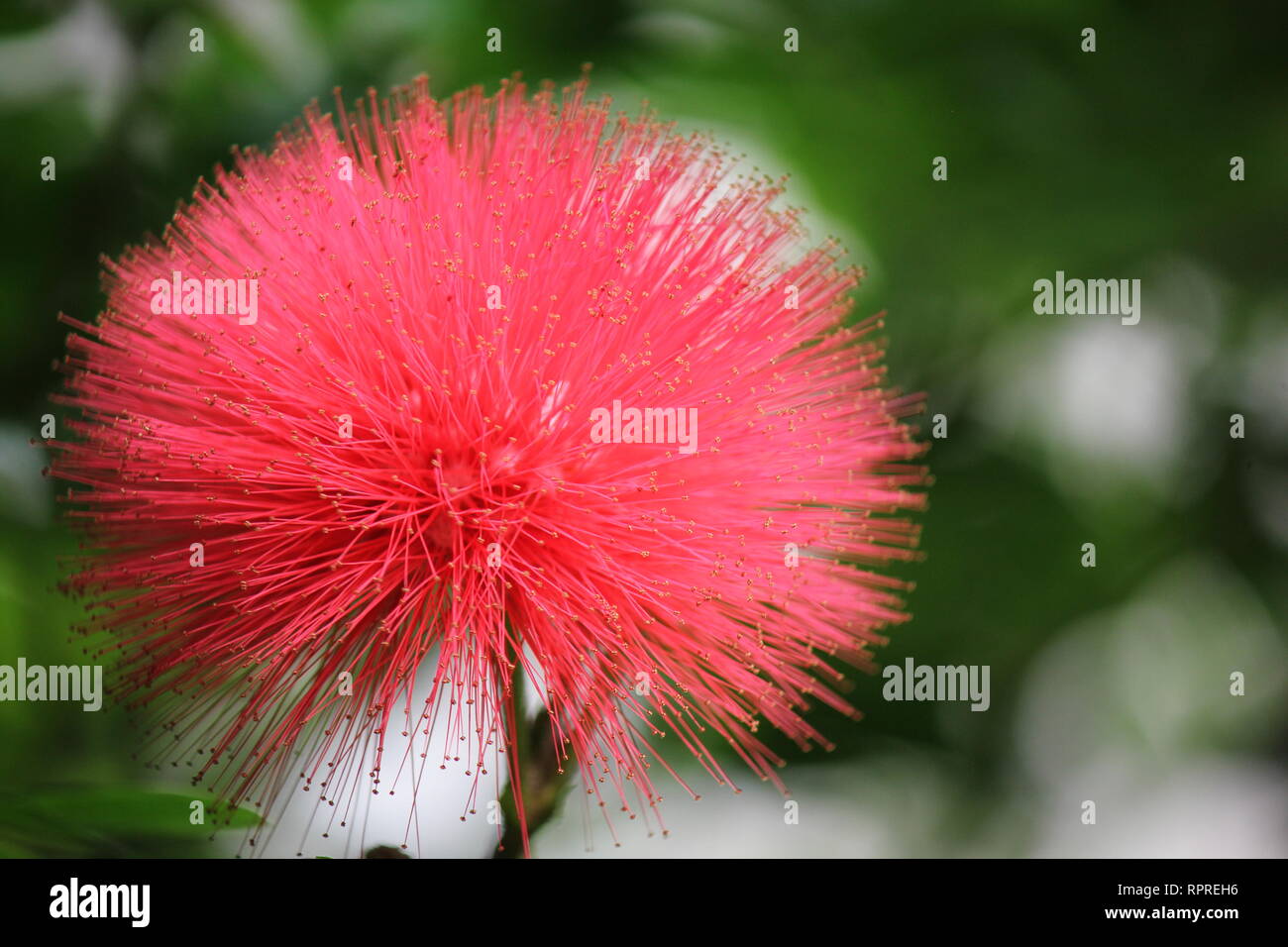 Beautiful, stunning, and striking red Calliandra tree flower growing ...
