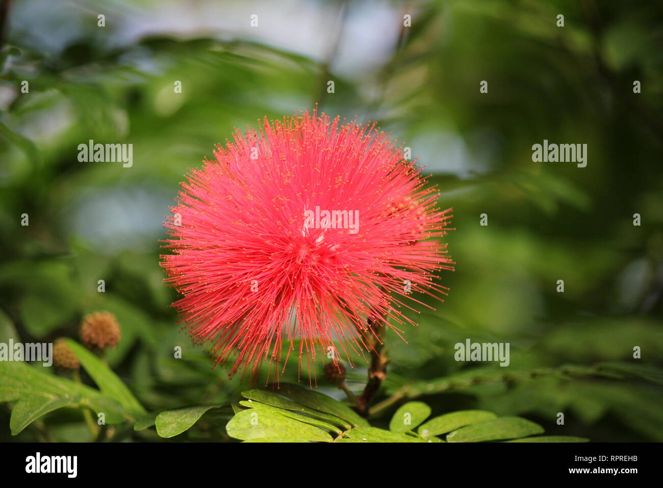 Beautiful, stunning, and striking red Calliandra tree flower growing ...