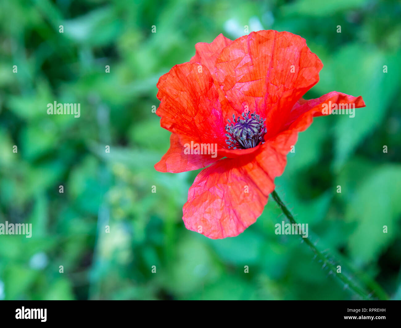 Peace poppy hi-res stock photography and images - Alamy