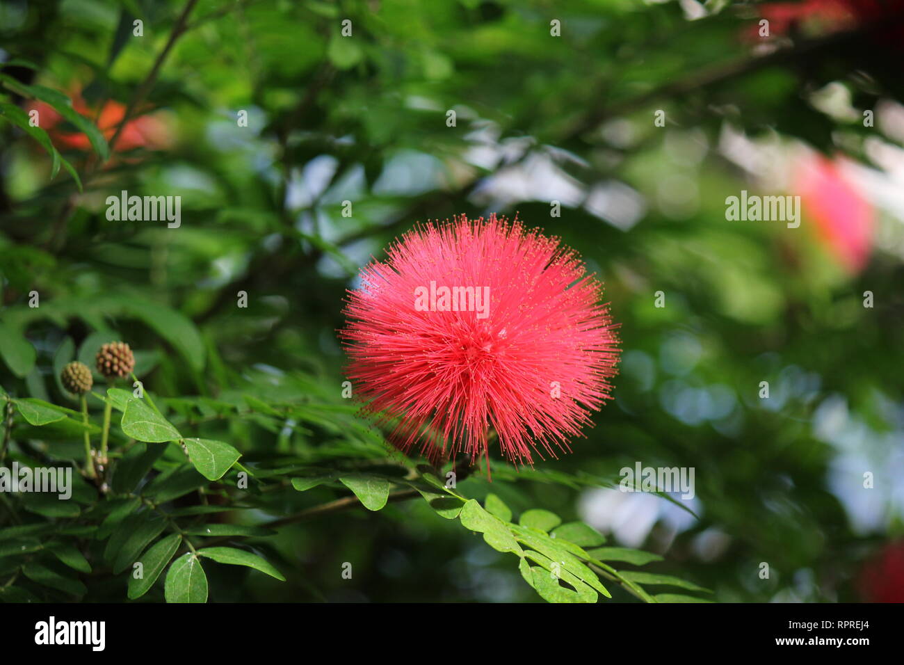 Beautiful, stunning, and striking red Calliandra tree flower growing ...