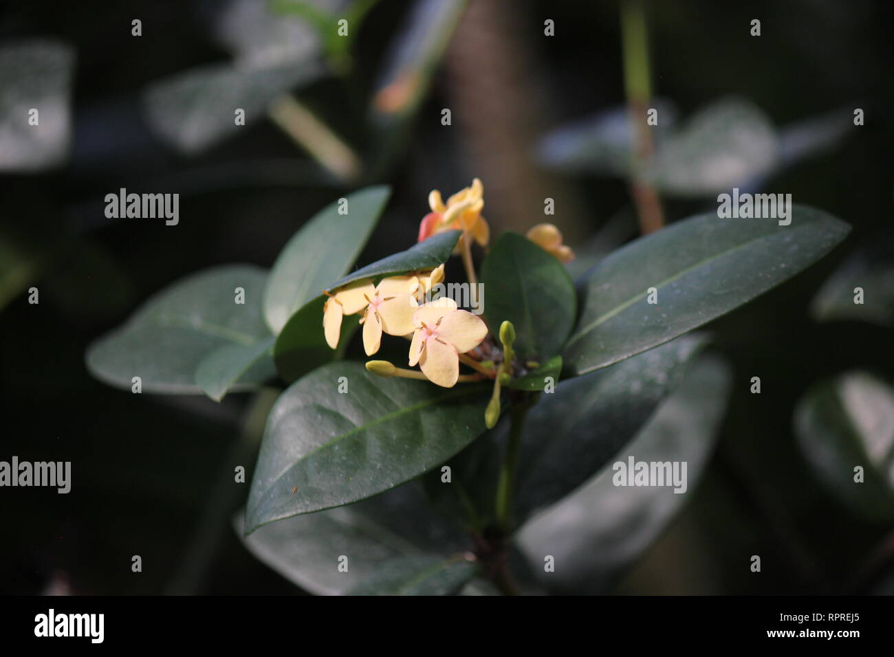 Flawless, stunning cultivated Ixora coccinea also known as jungle ...