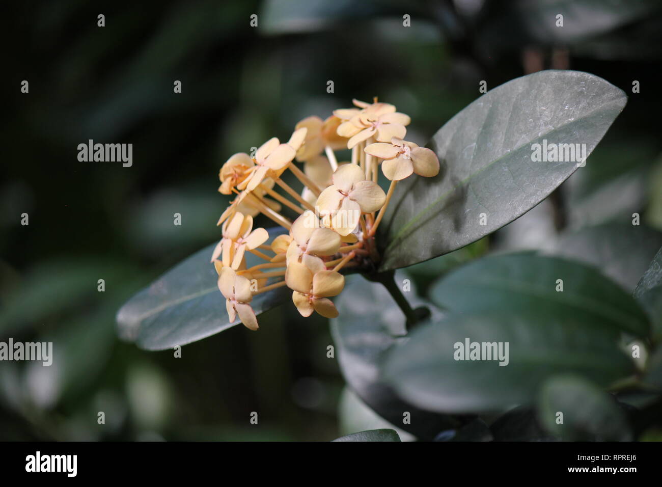 Flawless, stunning cultivated Ixora coccinea also known as jungle ...